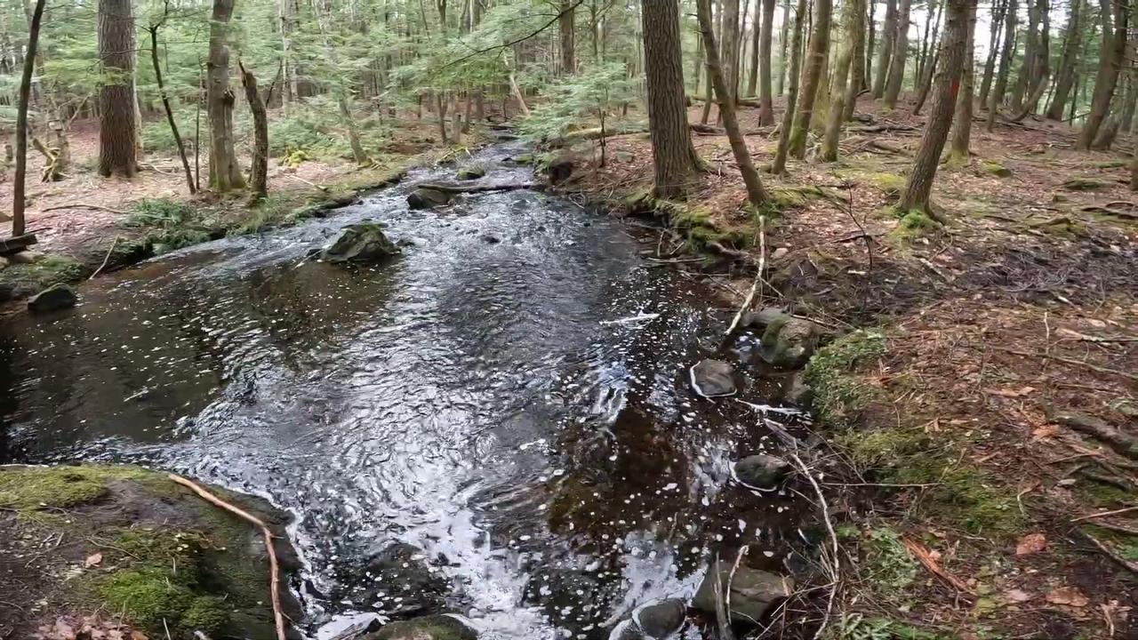 Steady Stream - One News Page VIDEO