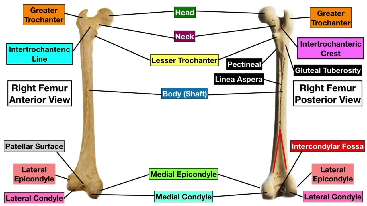 Femur Bone Anatomy_ Skeletal System Lower Limb - One News Page VIDEO