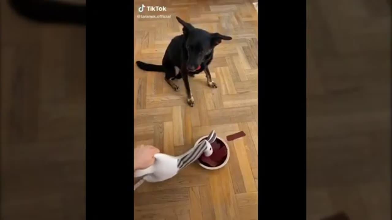 The Funniest Cats and Dogs Compilation of 2024 - - One News Page VIDEO