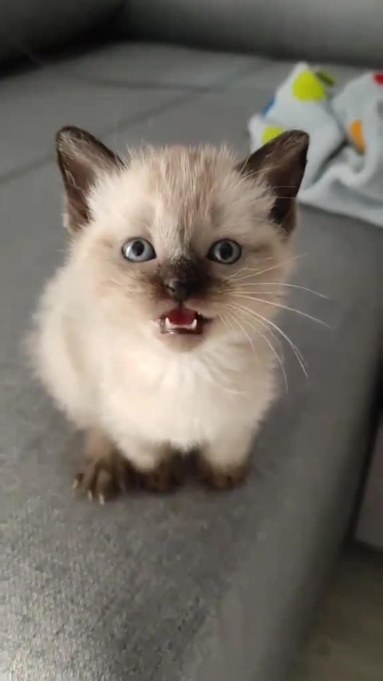Tender kitten meowing - One News Page VIDEO