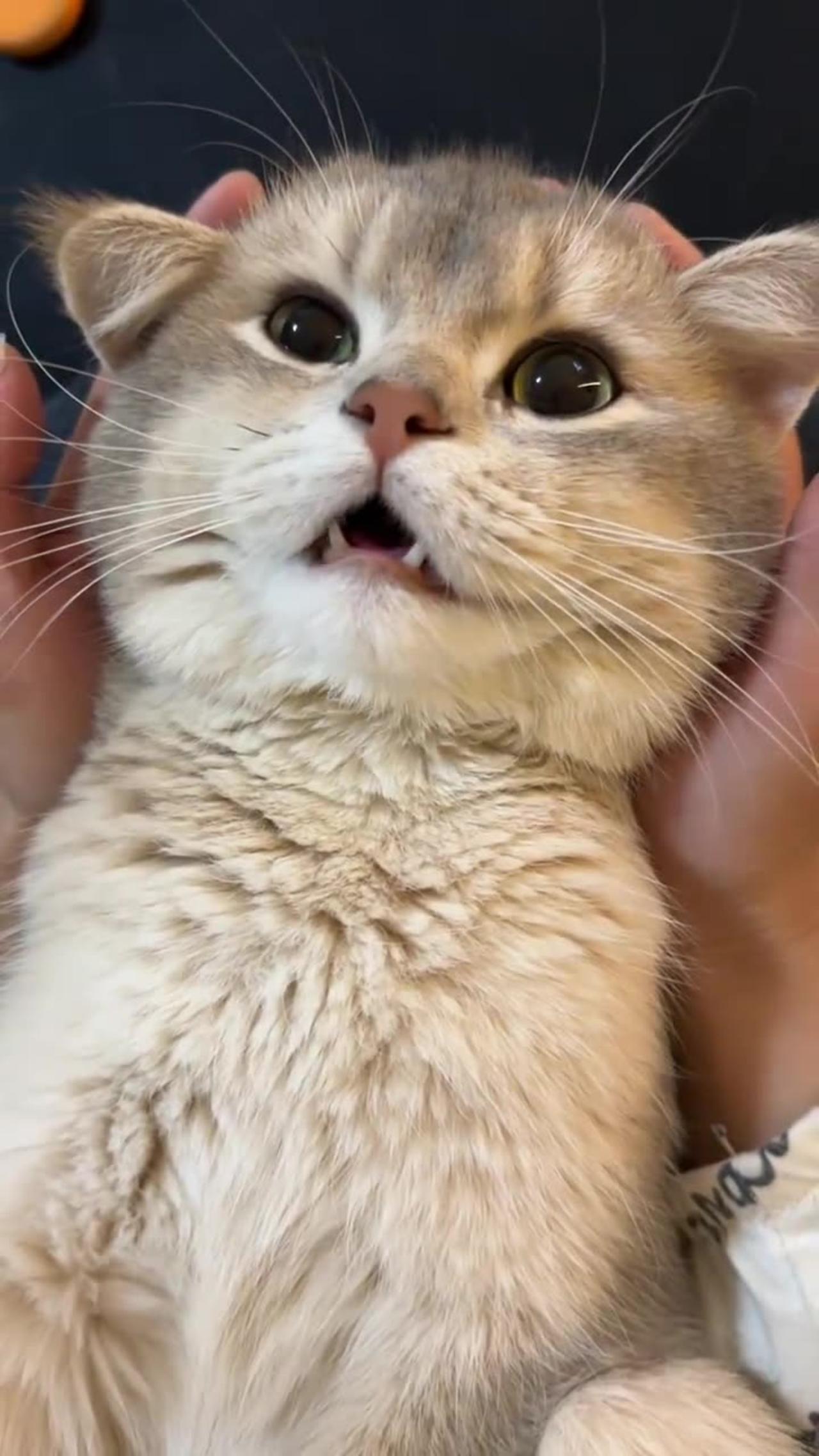 Super stress-relieving cat brand pinch music - One News Page VIDEO