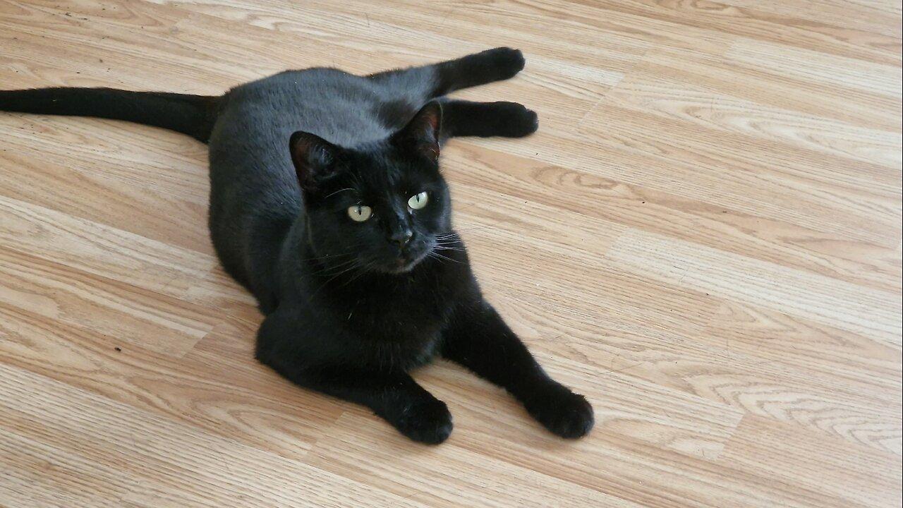 So cute - One News Page VIDEO