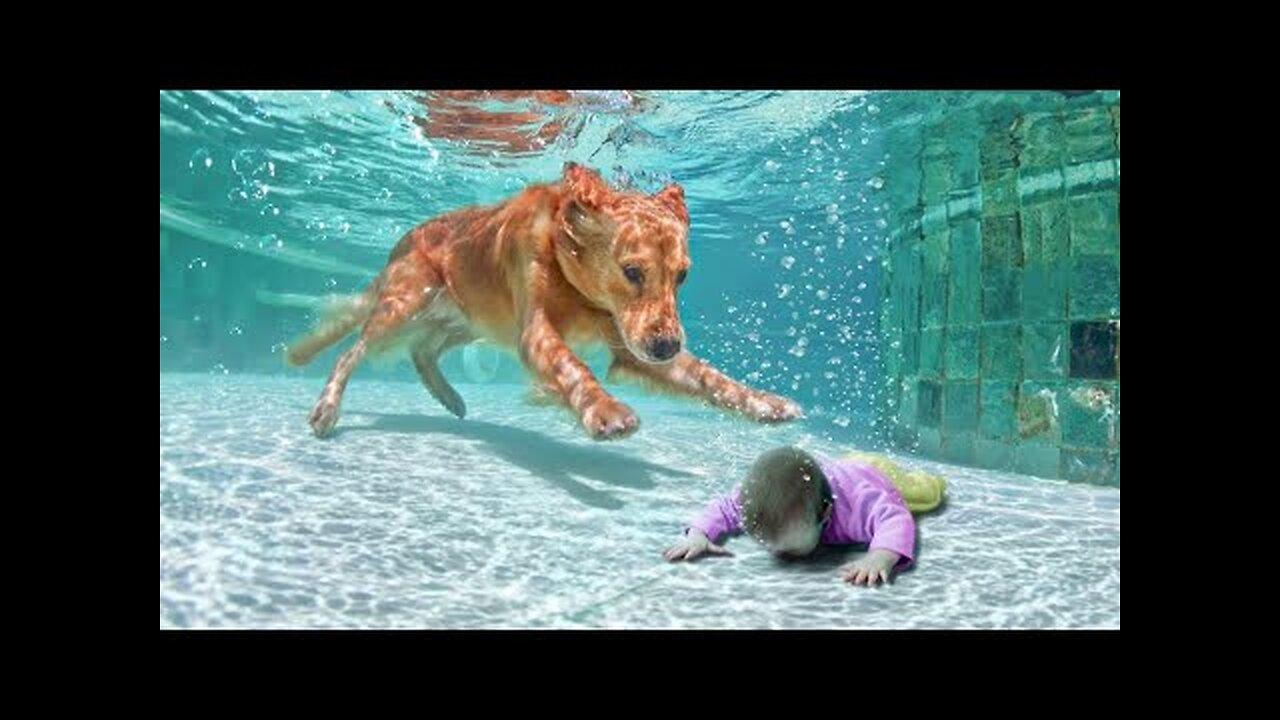 20 HERO ANIMALS THAT SAVED HUMAN LIVES - One News Page VIDEO