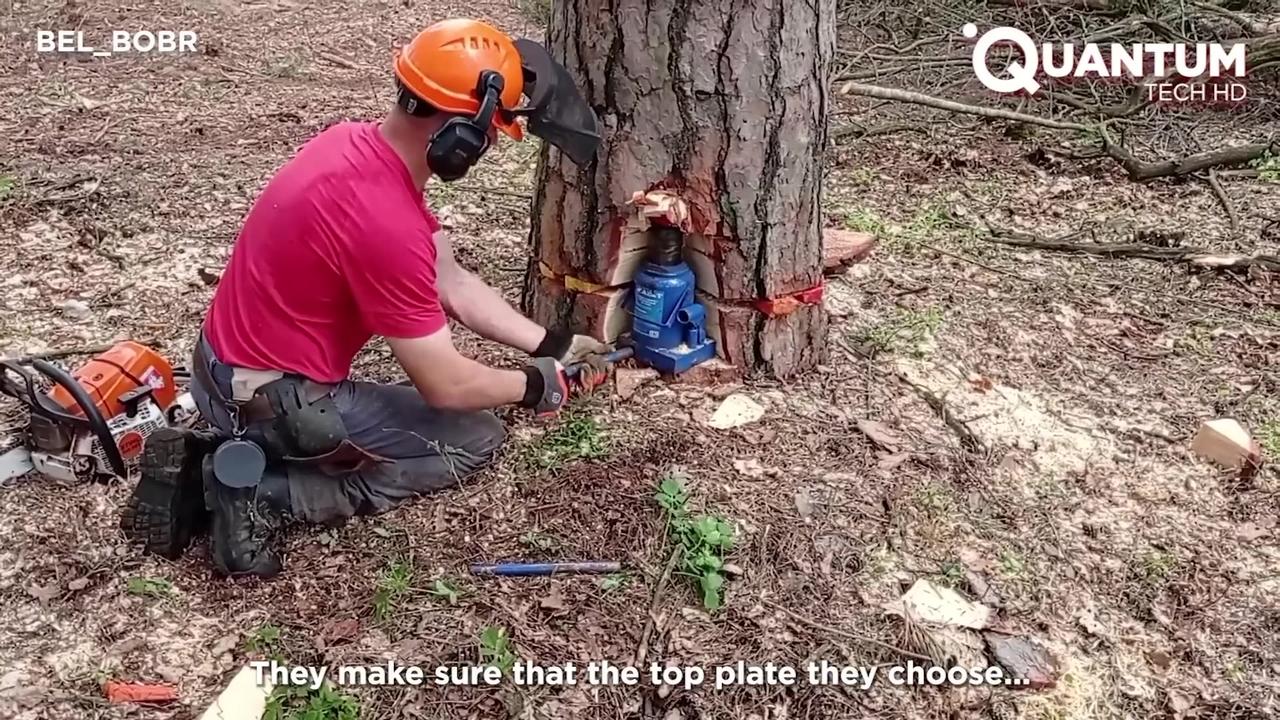 Amazing Tree Falling Technique with an Hydraulic - One News Page VIDEO Amazing Tree Falling Technique with an Hydraulic - One News Page VIDEO