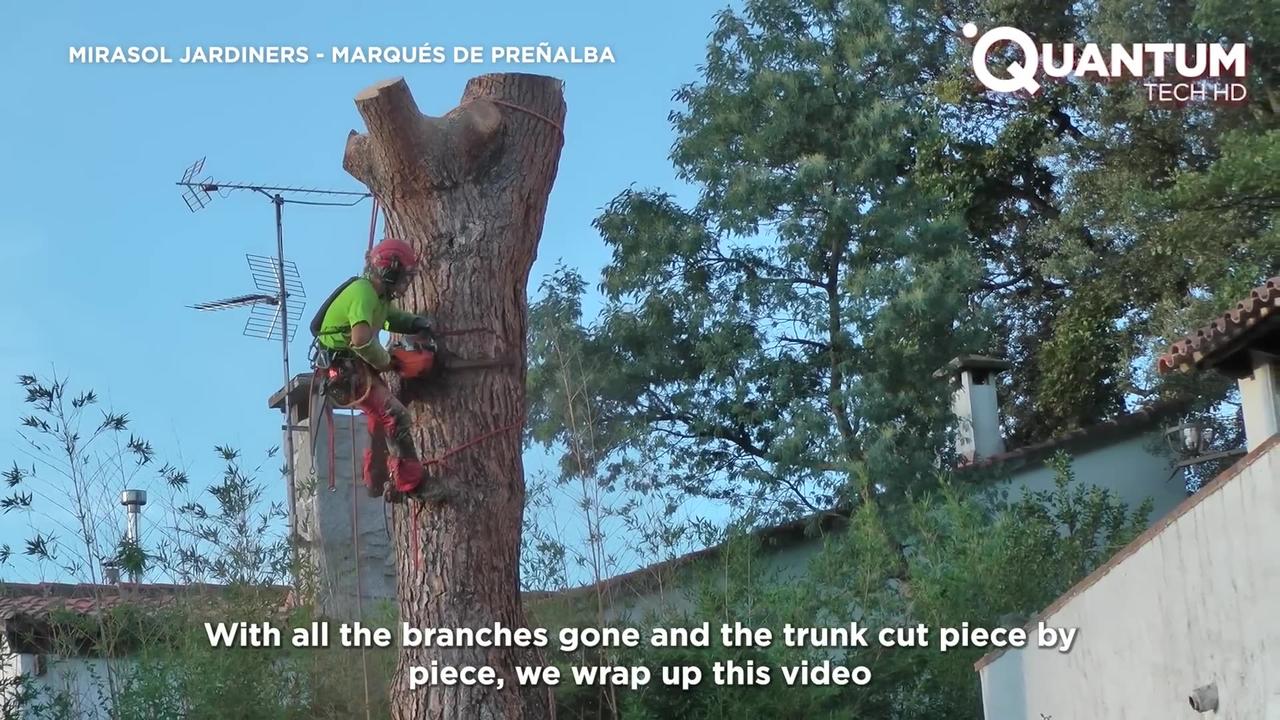 Cutting Down a Giant Pine Tree 60 Years Old - One News Page VIDEO
