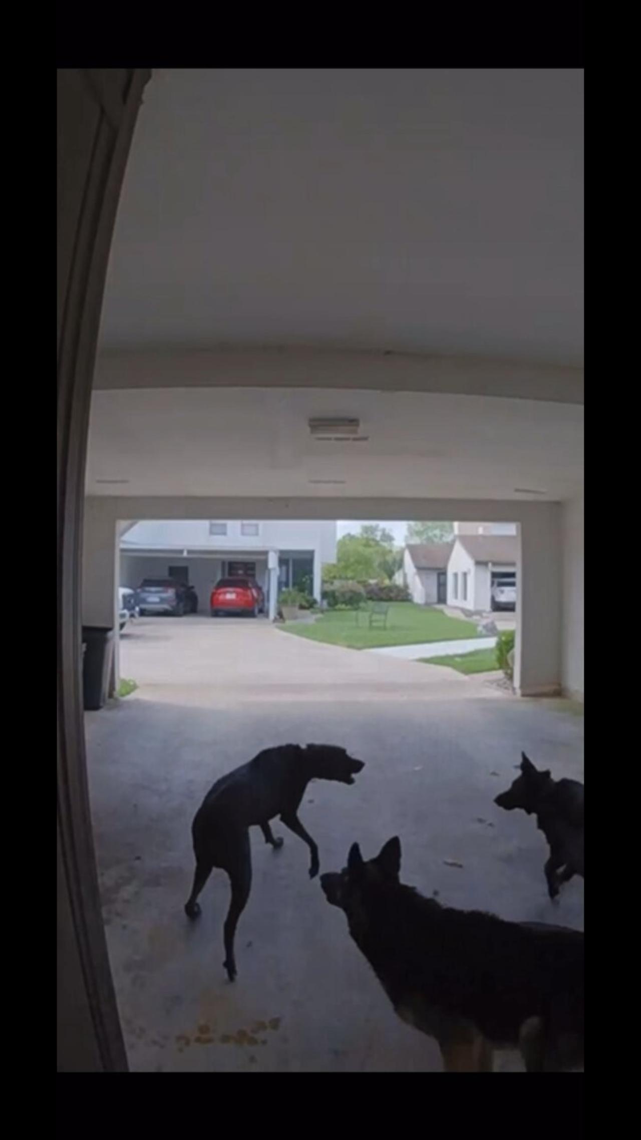 Saving my dog and then fighting the robber - One News Page VIDEO