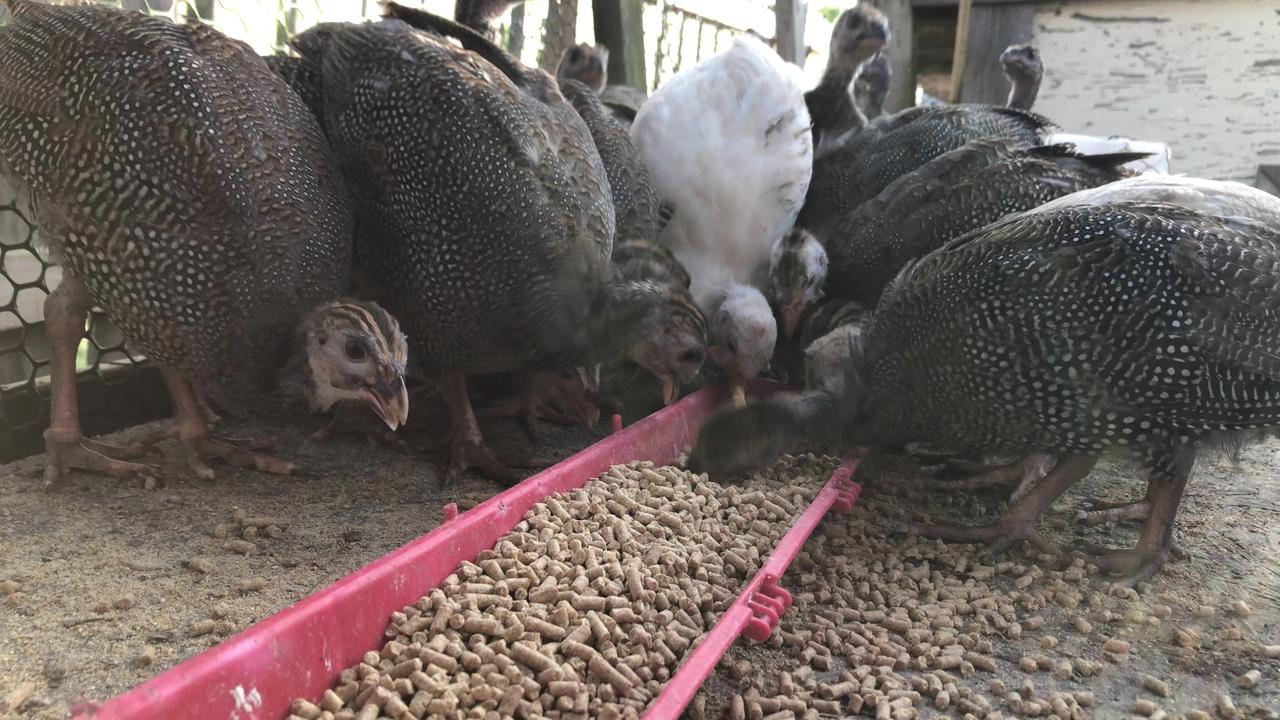 OHHH KEETS! Guinea Fowl Feeding Time : ) - One News Page VIDEO