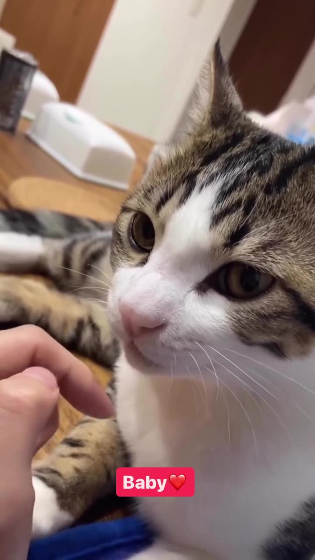 Baby ching (≡・x・≡)(≡・x・≡) - One News Page VIDEO