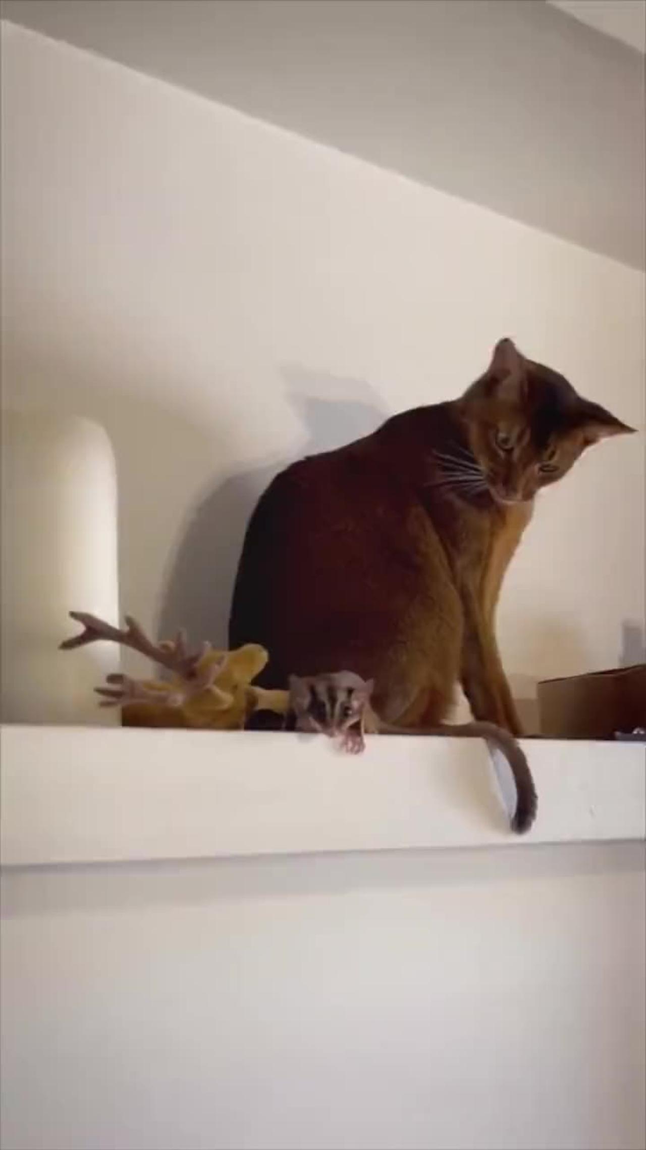 Cat surprised by flying squirrel - One News Page VIDEO