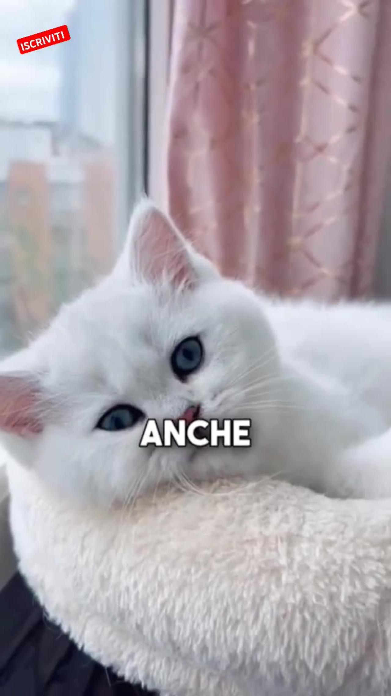 "Adorable British Shorthair: A Sweet Feline - One News Page VIDEO