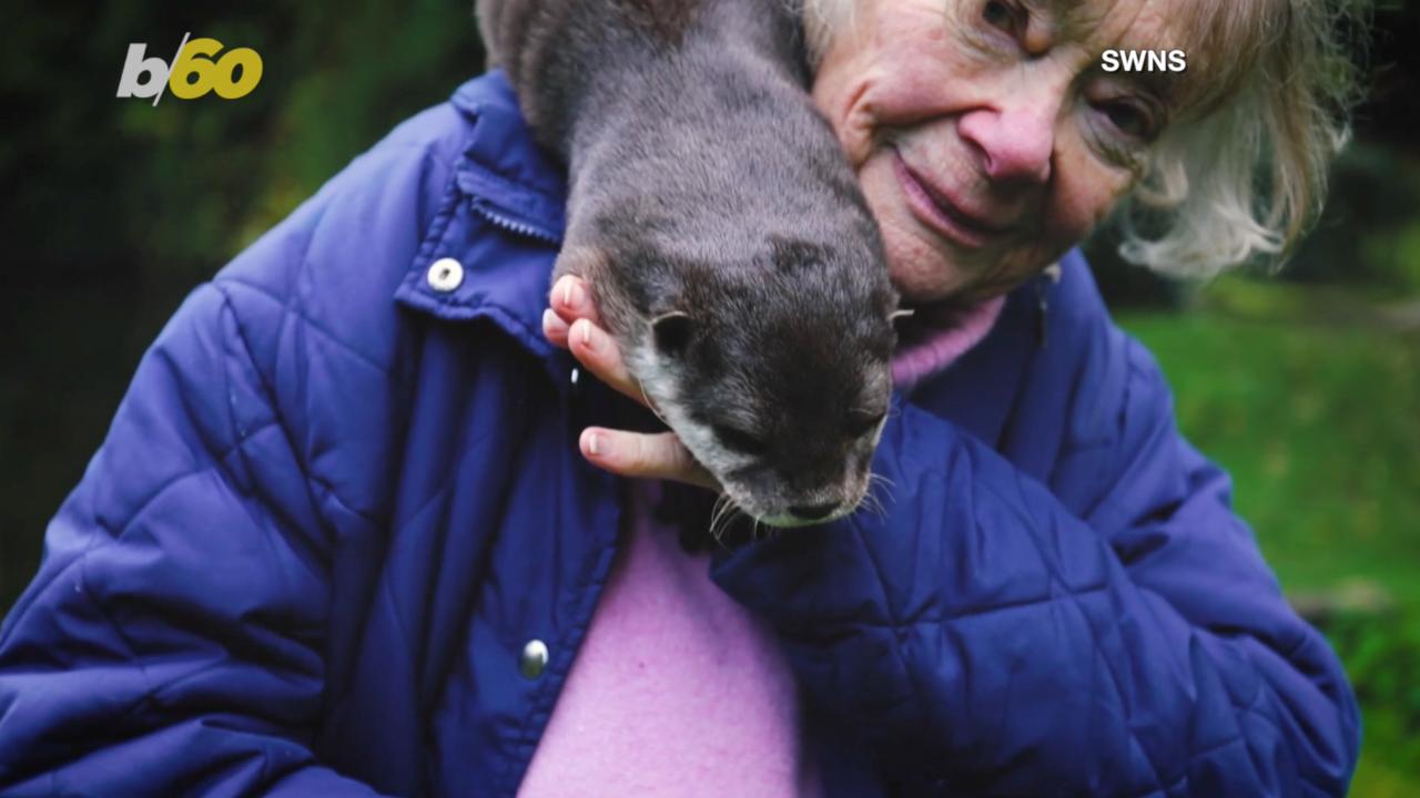 This Woman Raises and Saves Otters and Even - One News Page VIDEO
