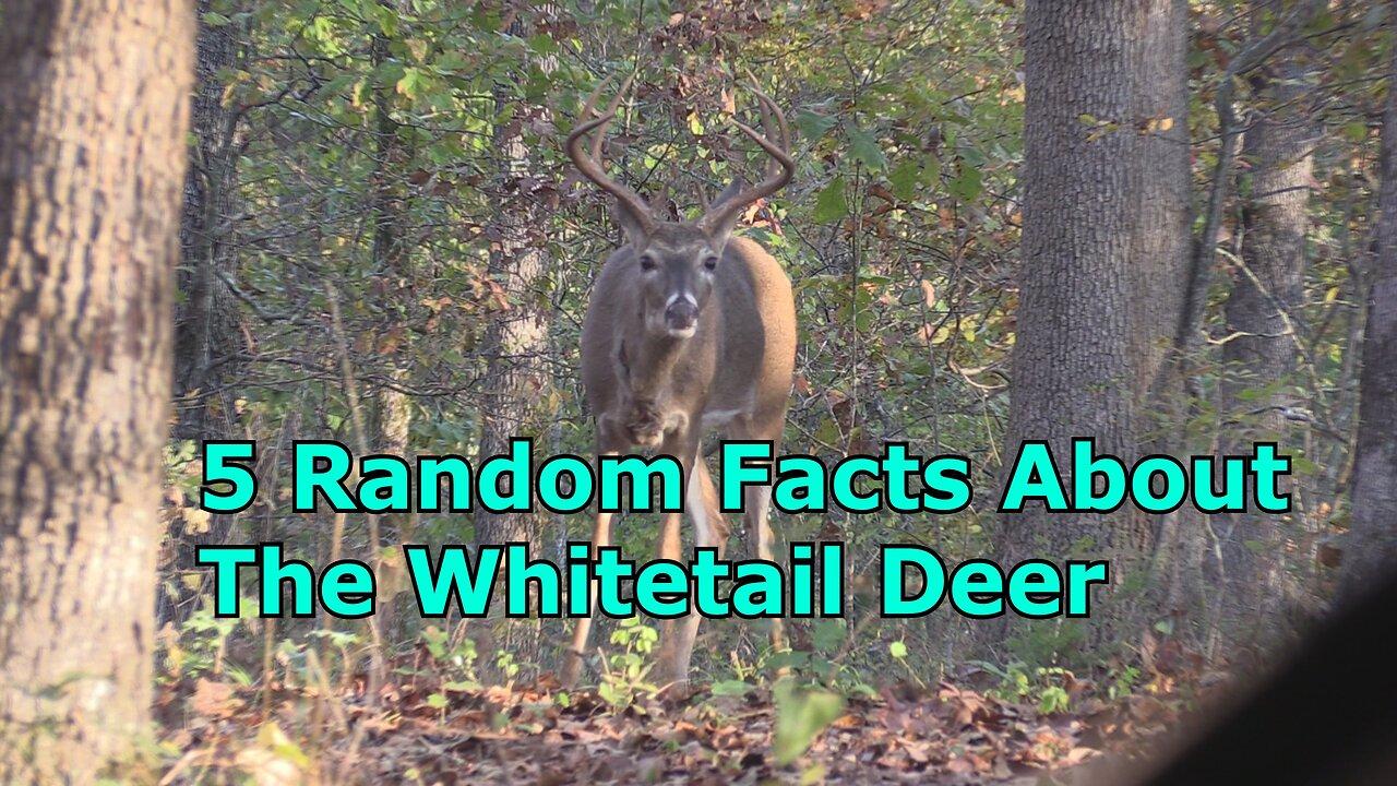 5 Random Facts About Whitetail Deer!!! - One News Page VIDEO