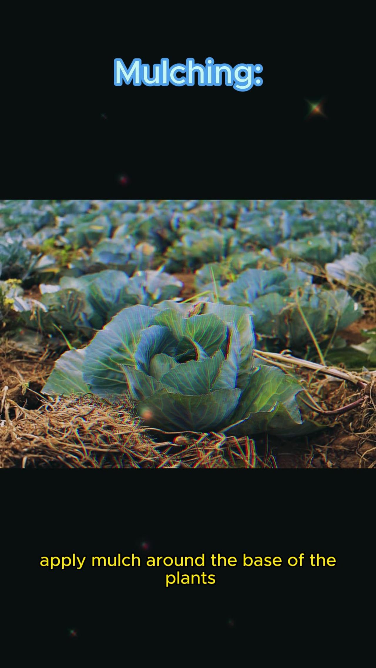 Cabbage Care Guide in Under A Minute - One News Page VIDEO