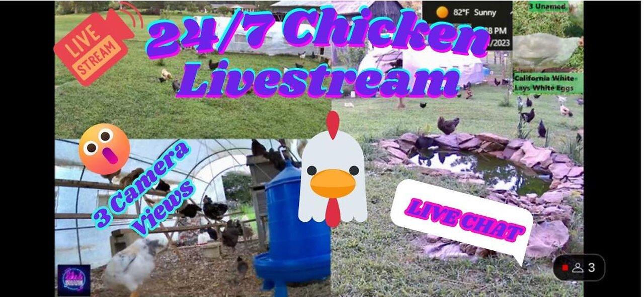24/7 Baby Chicks & Chicken Live Stream & - One News Page VIDEO
