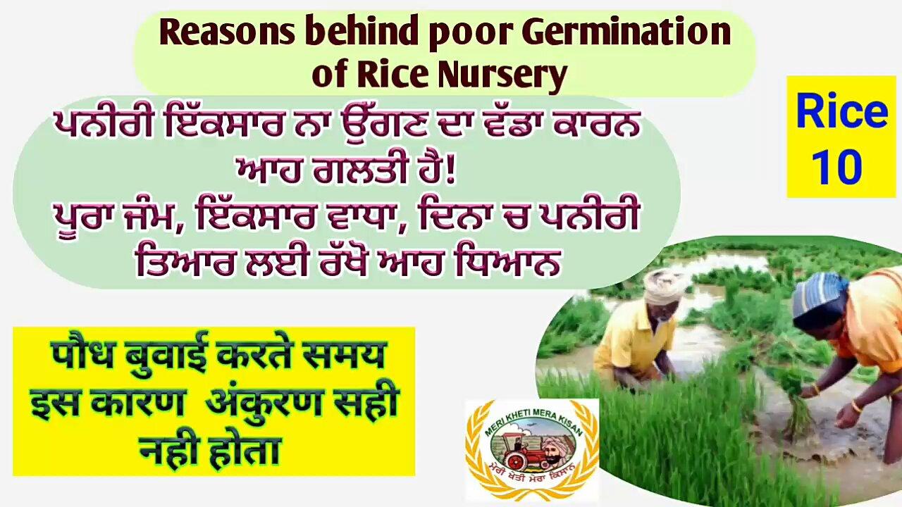 Reasons behind poor germination of Nursery! - One News Page VIDEO