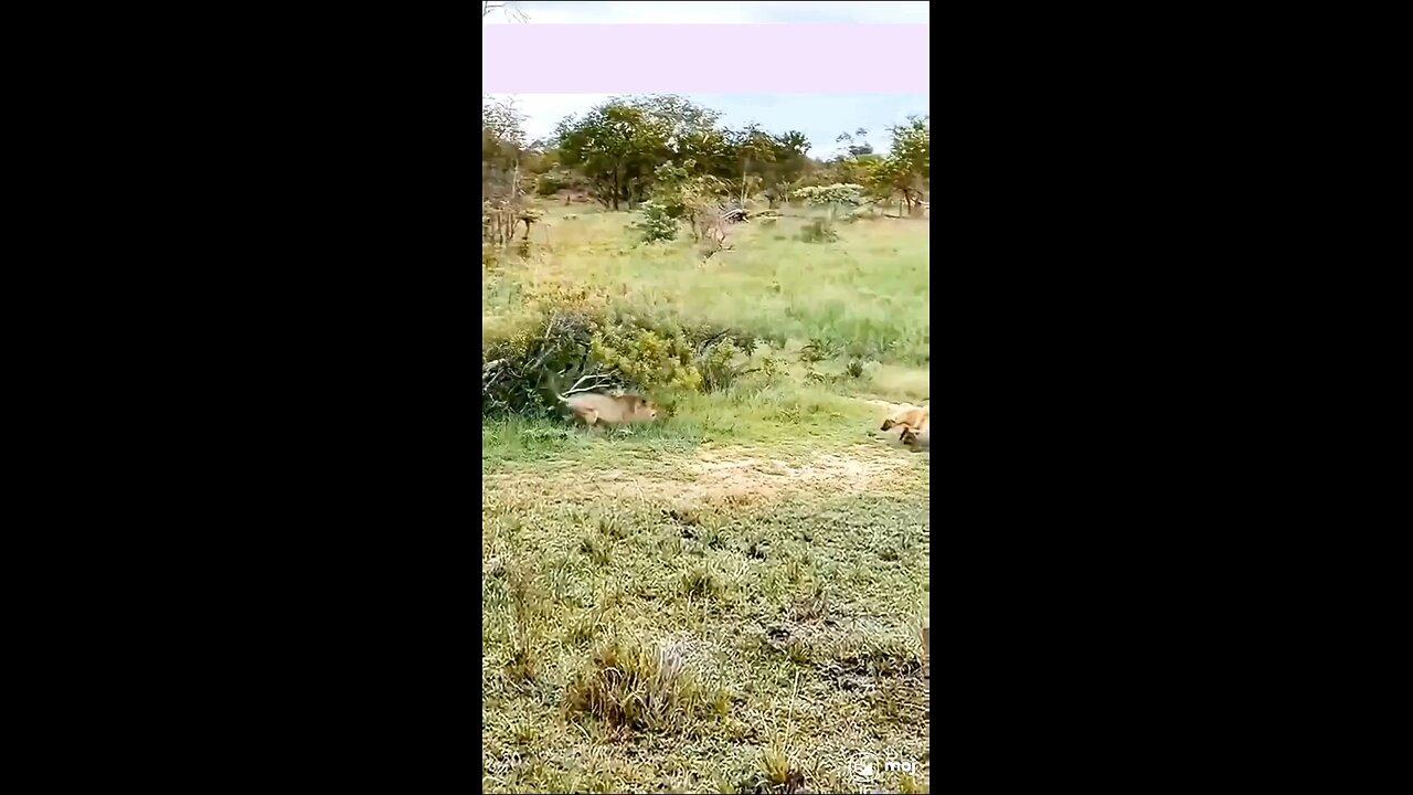 War in the Wild: Hyenas and Lions Clash in - One News Page VIDEO