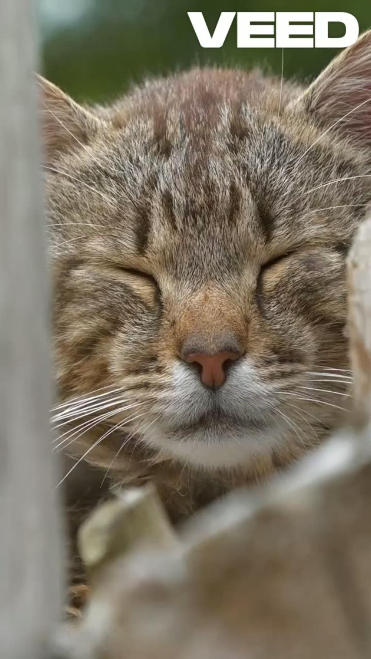 süße Katze spielt mit einer Maus , ai - One News Page VIDEO