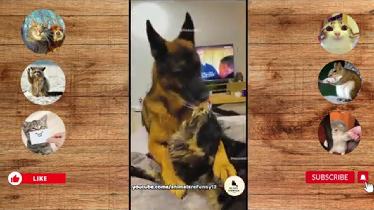 Funny Moments of cat's and dogs - One News Page VIDEO