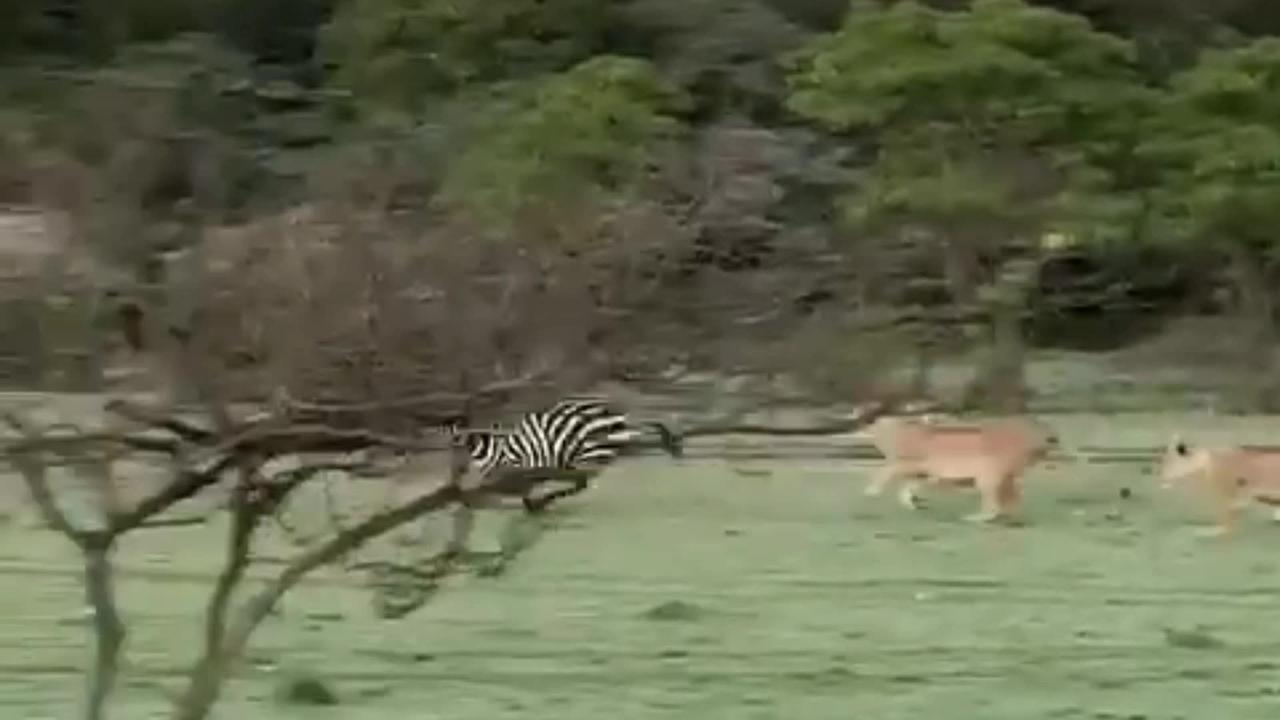 zebra escaping from a pride of lions - One News Page VIDEO