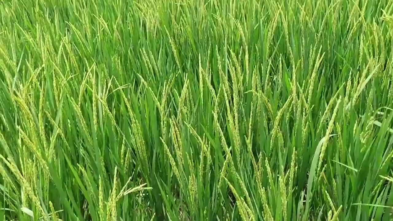 How to grow Rice 🌾 plants in farm? - One News Page VIDEO