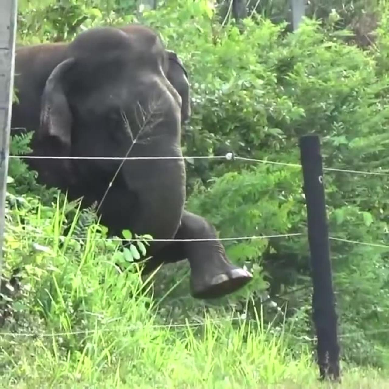 Smart Elephant Testing An Electric Fence With - One News Page VIDEO
