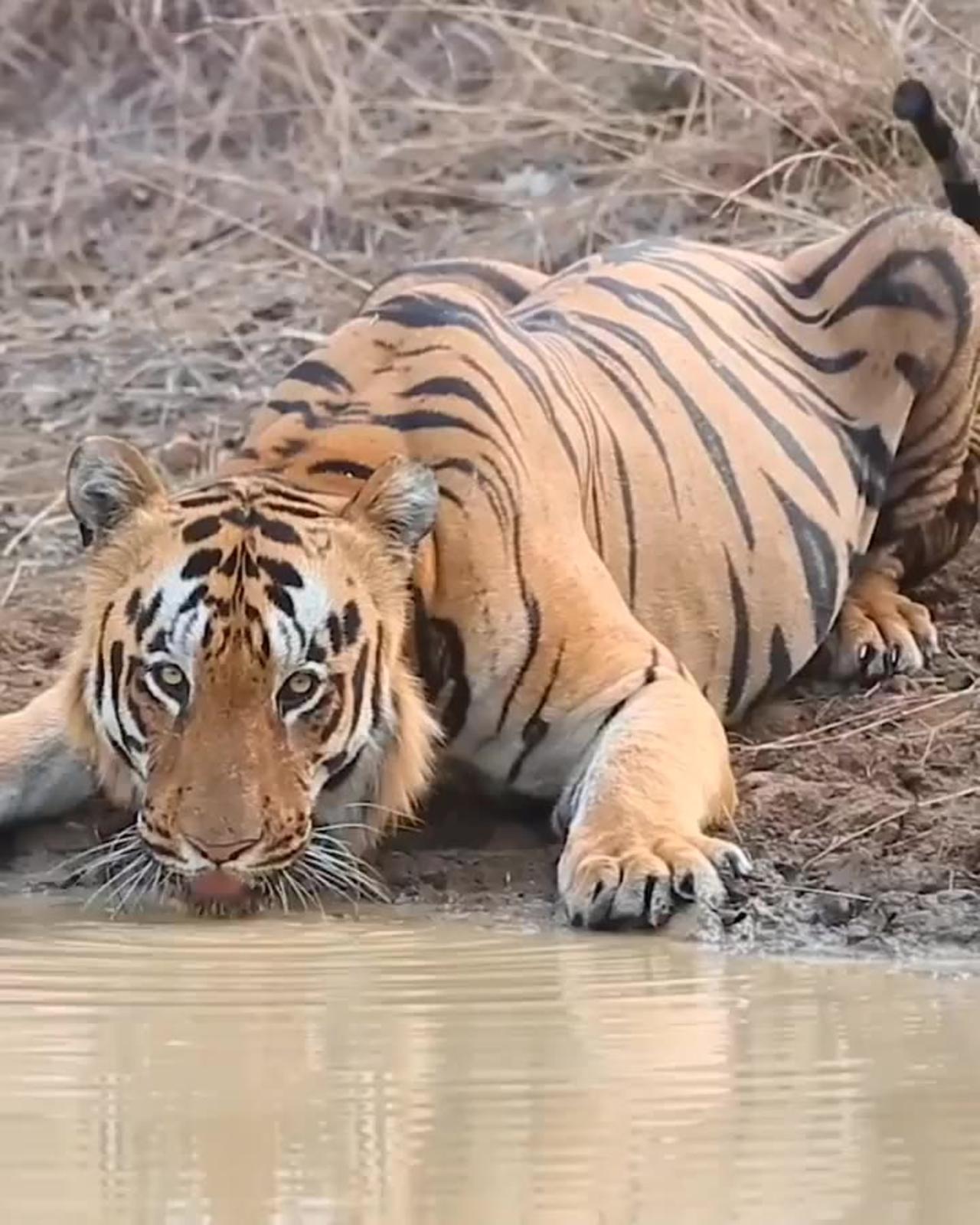 Wildlife in Closer View with natural - One News Page VIDEO