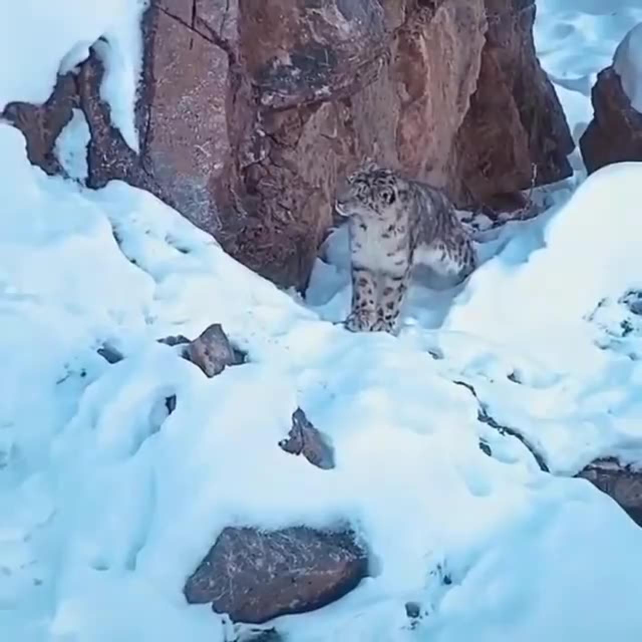 Wildlife in Closer View with natural - One News Page VIDEO