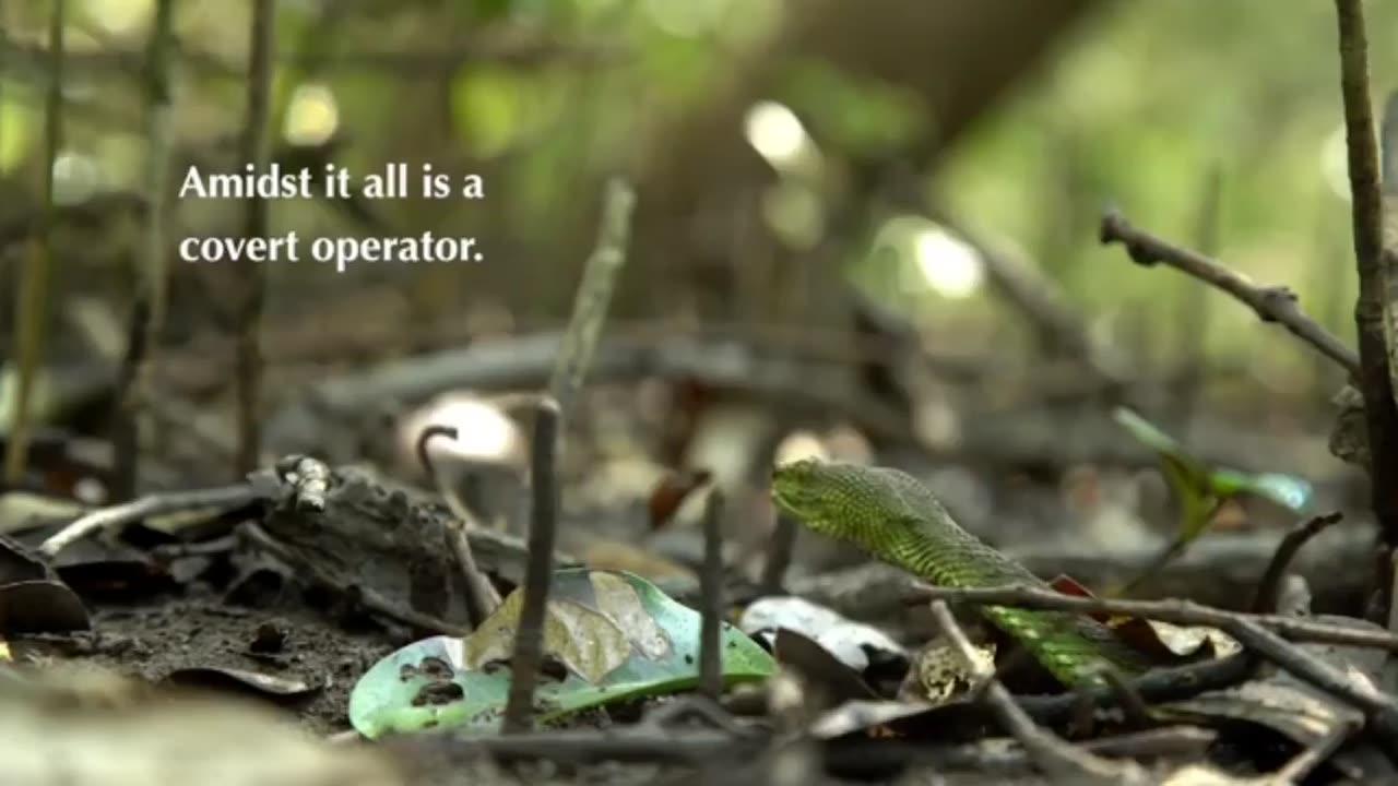 Wildlife in Closer View with natural - One News Page VIDEO