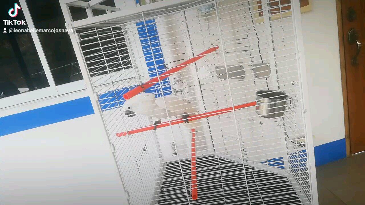 what a beautiful bird dancing - One News Page VIDEO