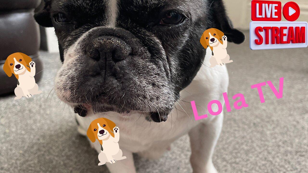 LoIa TV live stream - One News Page VIDEO