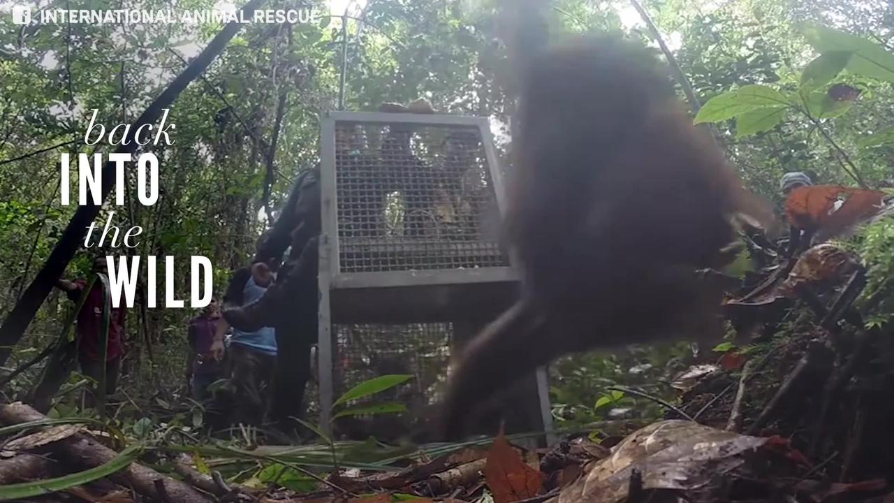 Rescued Mom And Baby Take Their First Steps Back - One News Page VIDEO