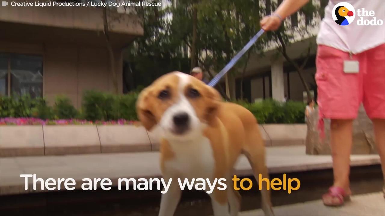Dogs React to Being Adopted | The Dodo - One News Page VIDEO