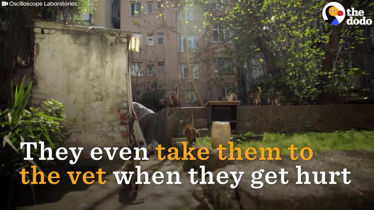 Kedi Documentary: Street Cats Of Istanbul | The - One News Page VIDEO