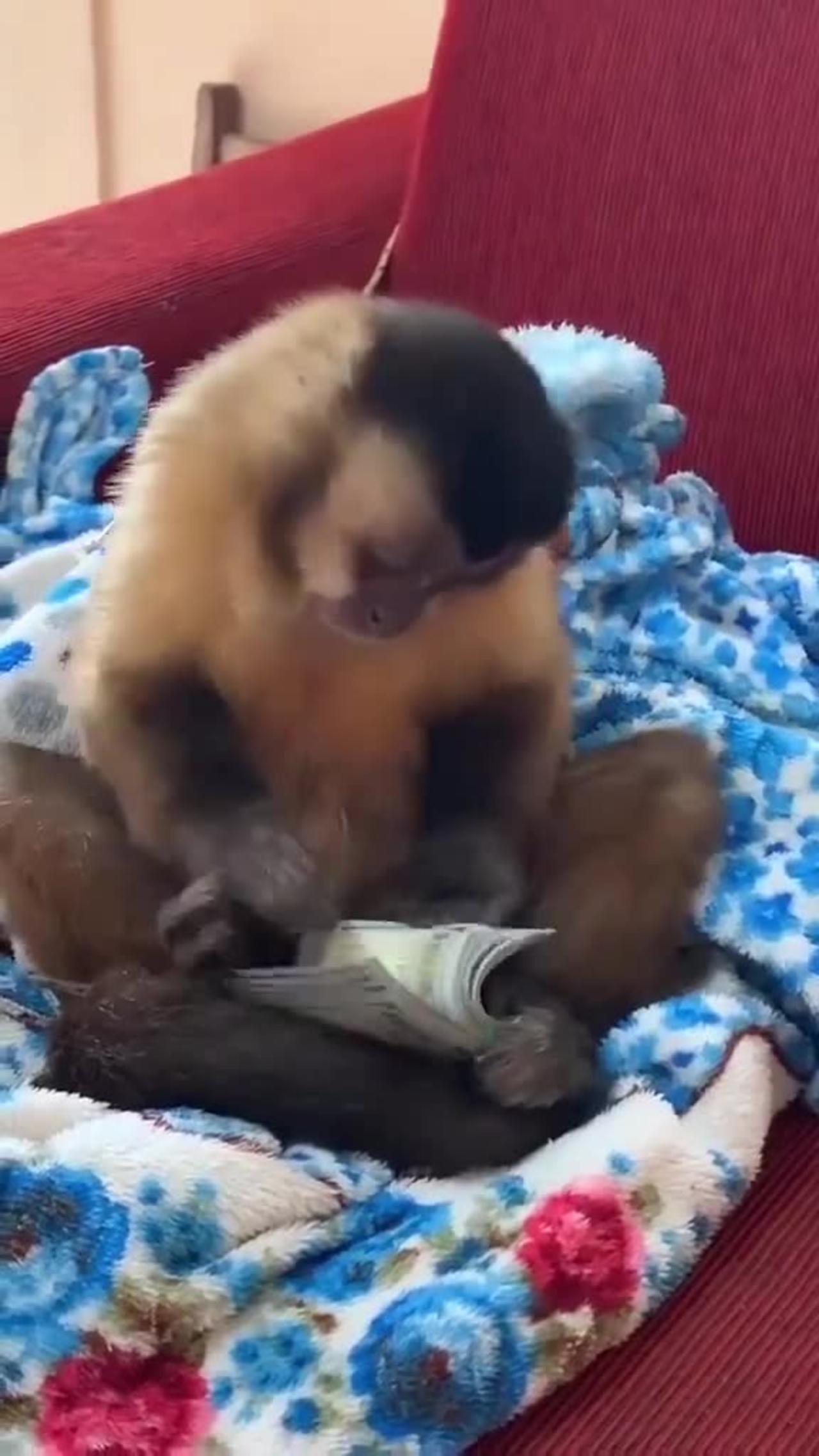 Monkey counting - One News Page VIDEO