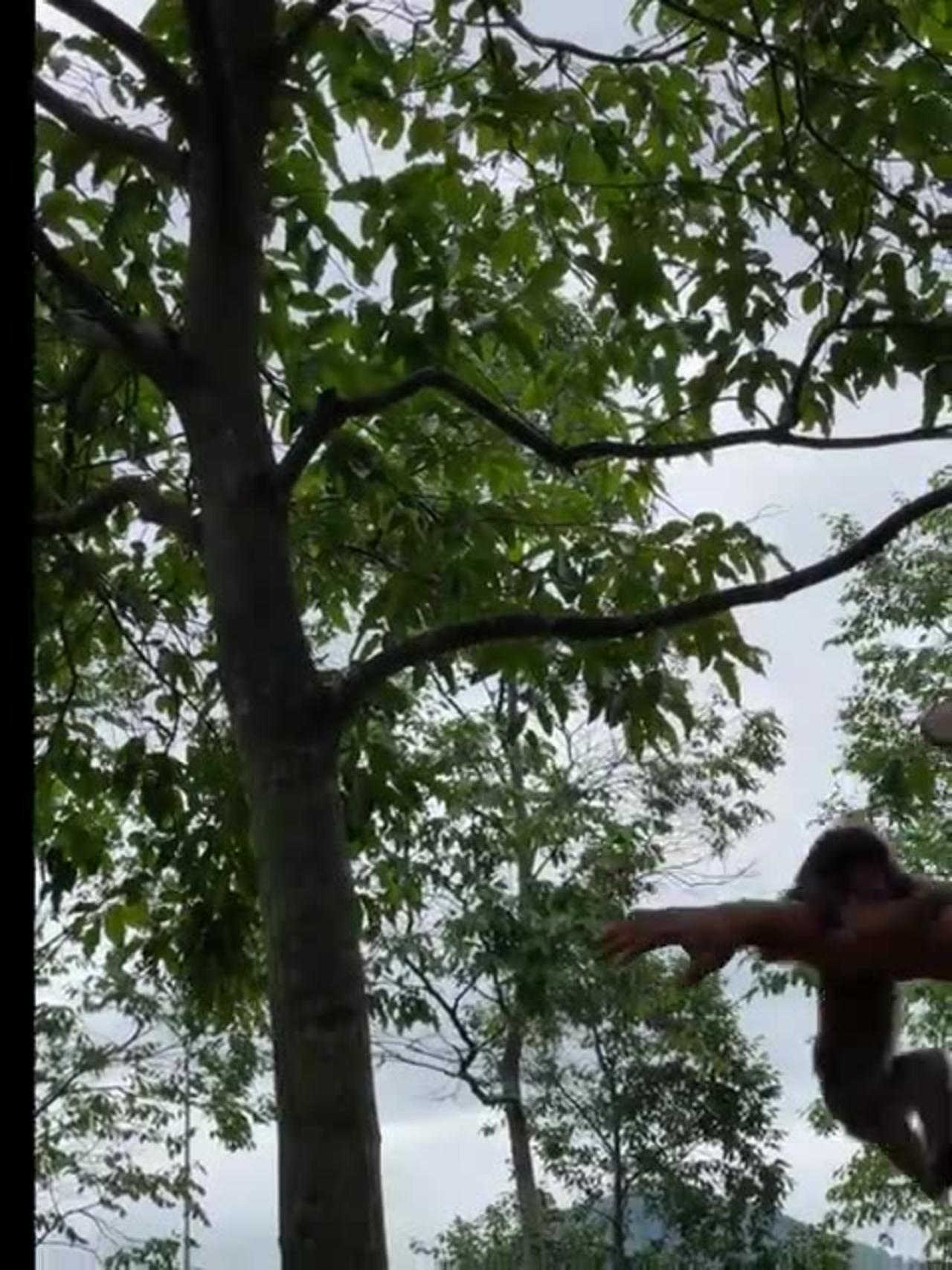 #babymonkey #Animalht #monkeys - One News Page VIDEO