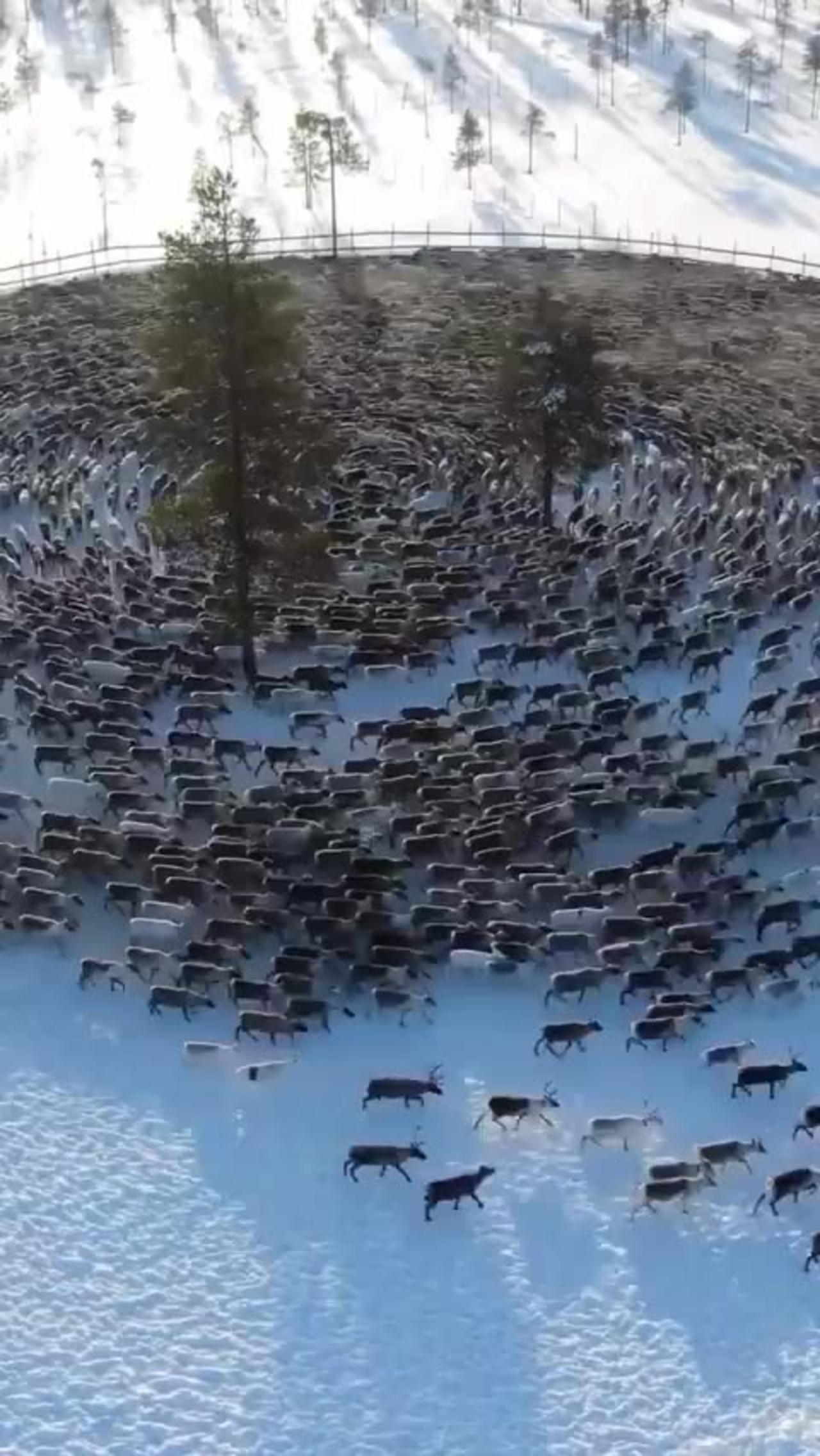 Reindeer cyclones are an anti-predator strategy - One News Page VIDEO