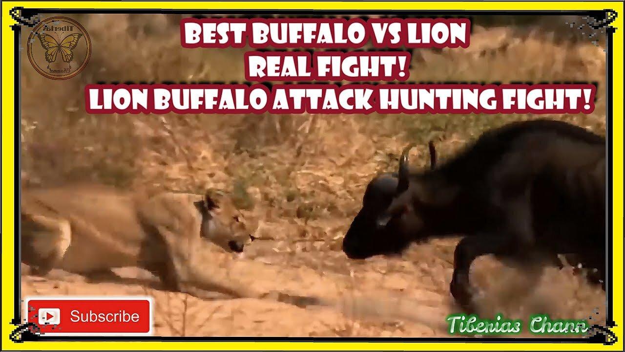 The best buffalo and brave of predators-national - One News Page VIDEO