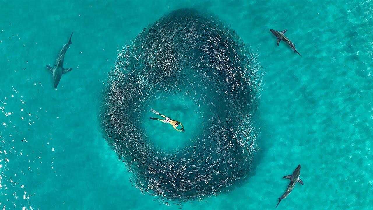 World's Most EPIC Bait Migration...Florida - One News Page VIDEO