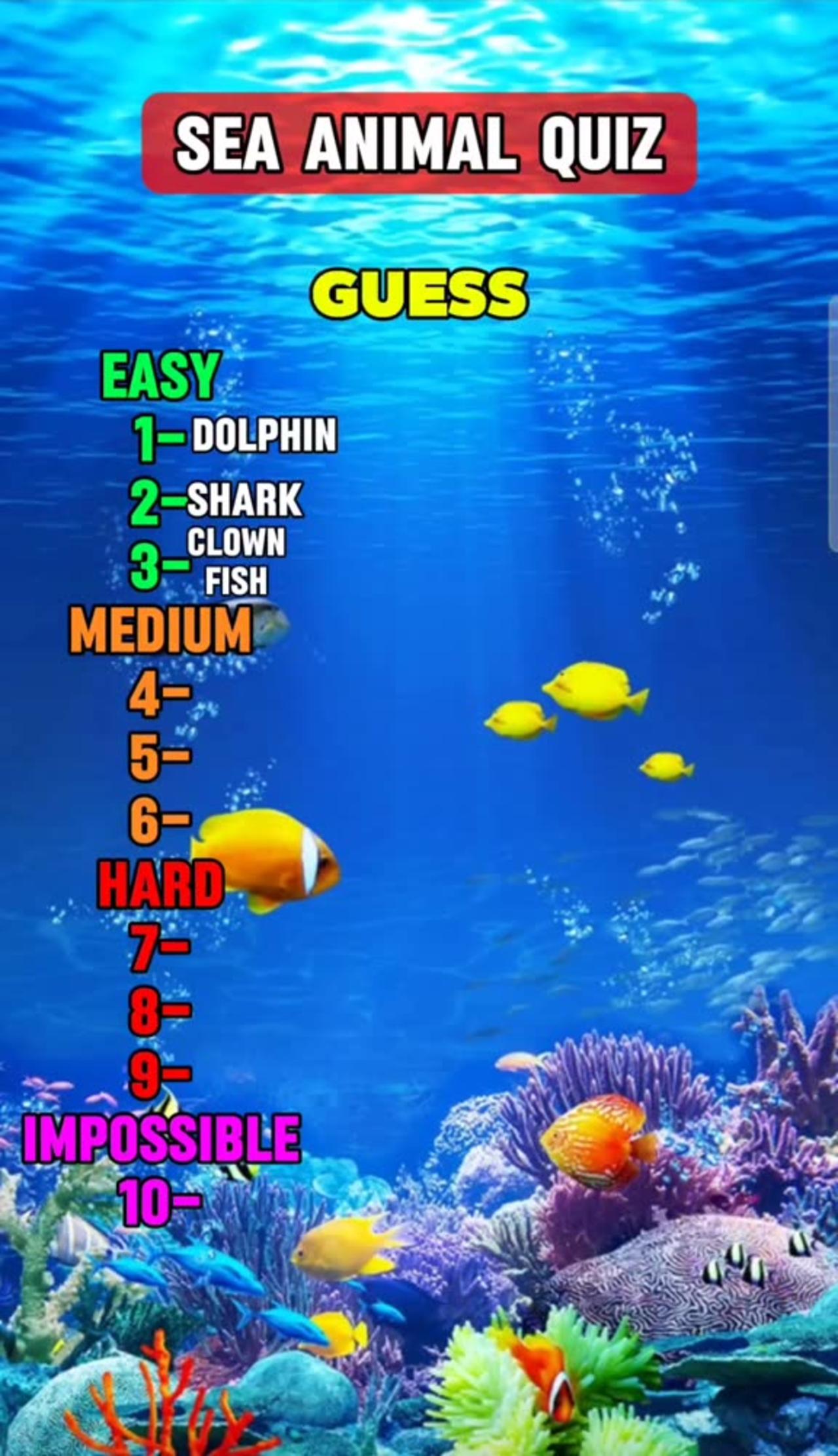 Sea Animal Quiz. - One News Page VIDEO