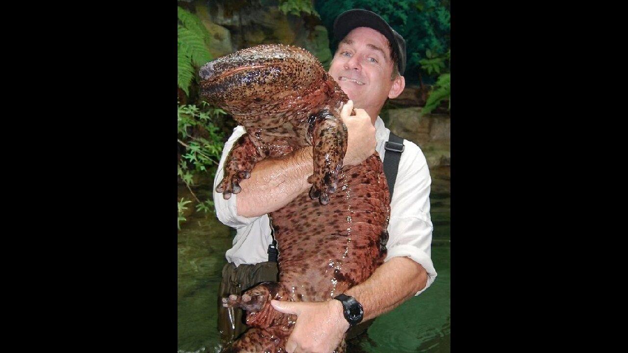 Trinity Alps Giant Salamander - One News Page VIDEO
