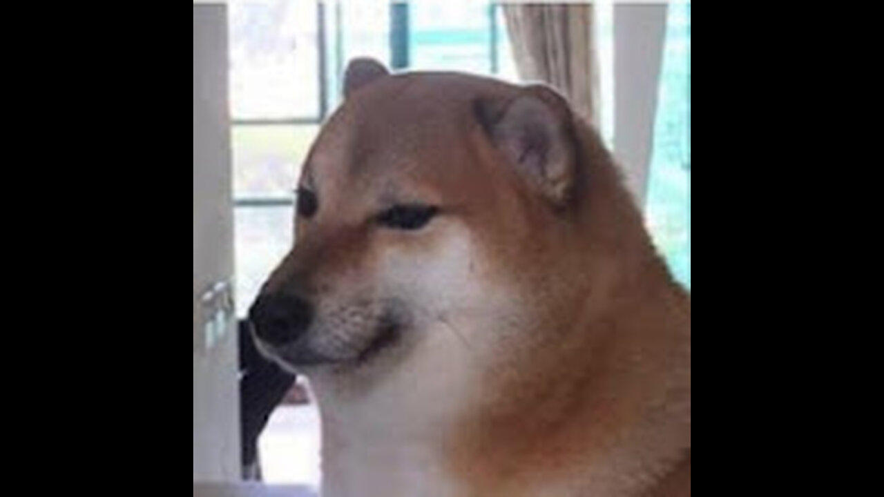 Strange, Scary, and Random Things on the - One News Page VIDEO