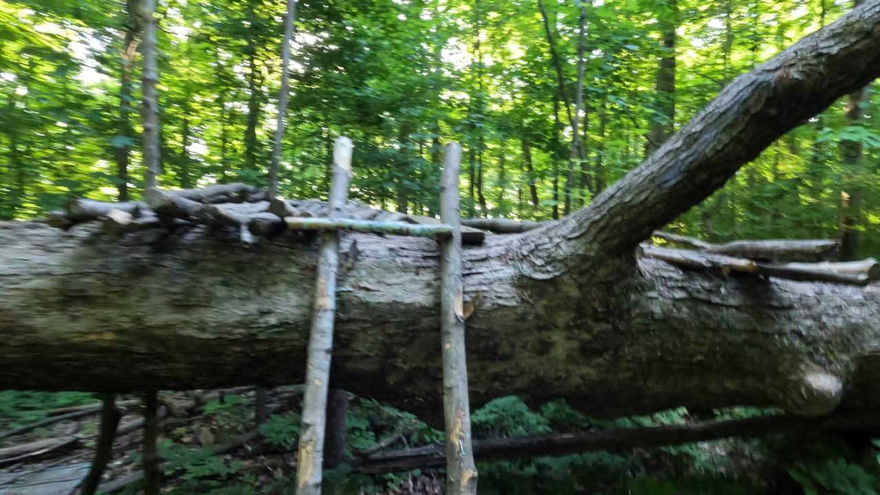 Pinhey Forest 31 Trail- Nepean Park #22 Deep In - One News Page VIDEO