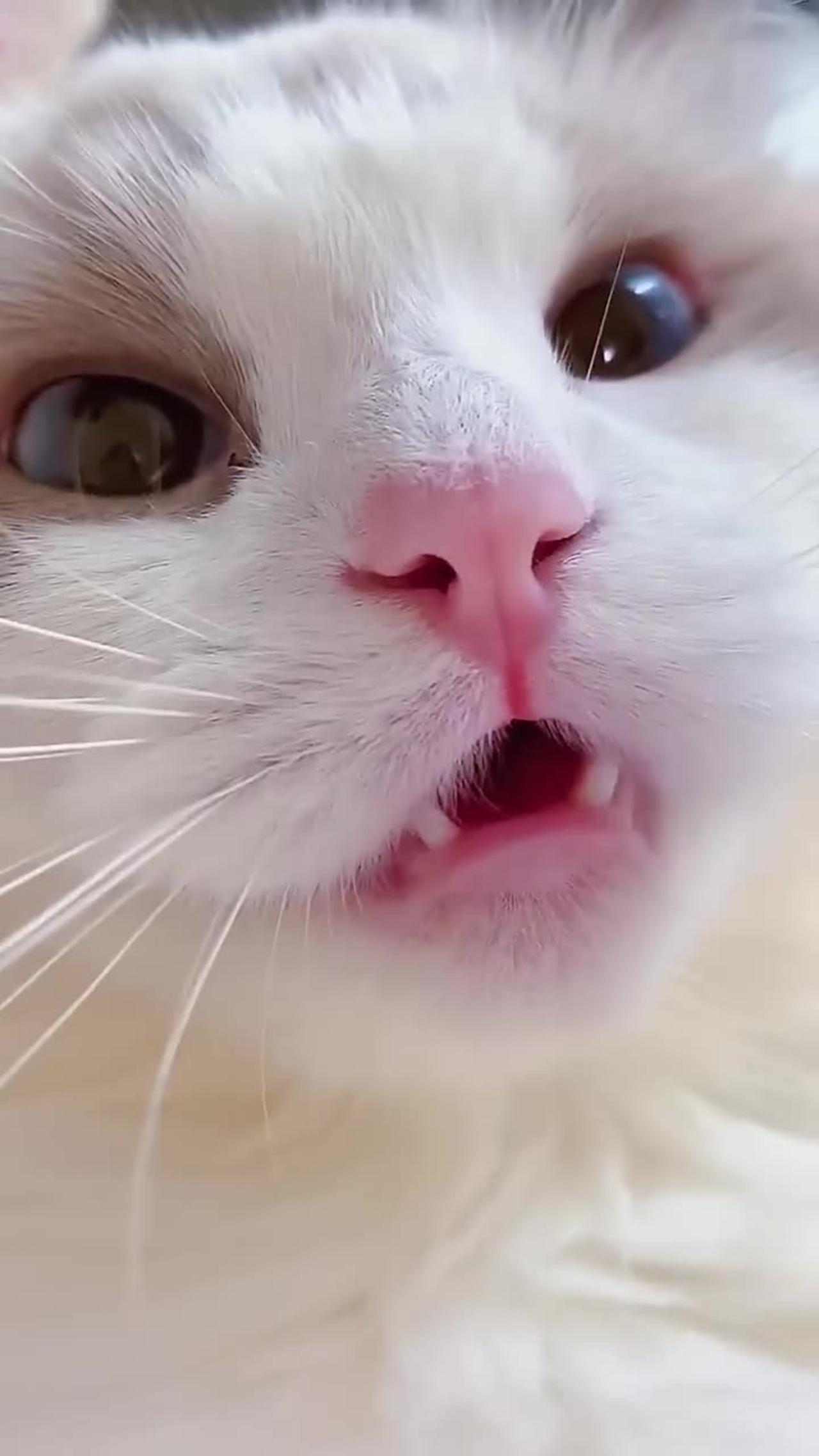 cute cat, cat meowing, gato muito lindo - One News Page VIDEO