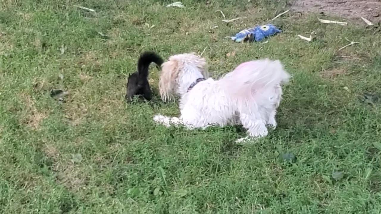 Squirrel and dog are besties - SO CUTE - One News Page VIDEO