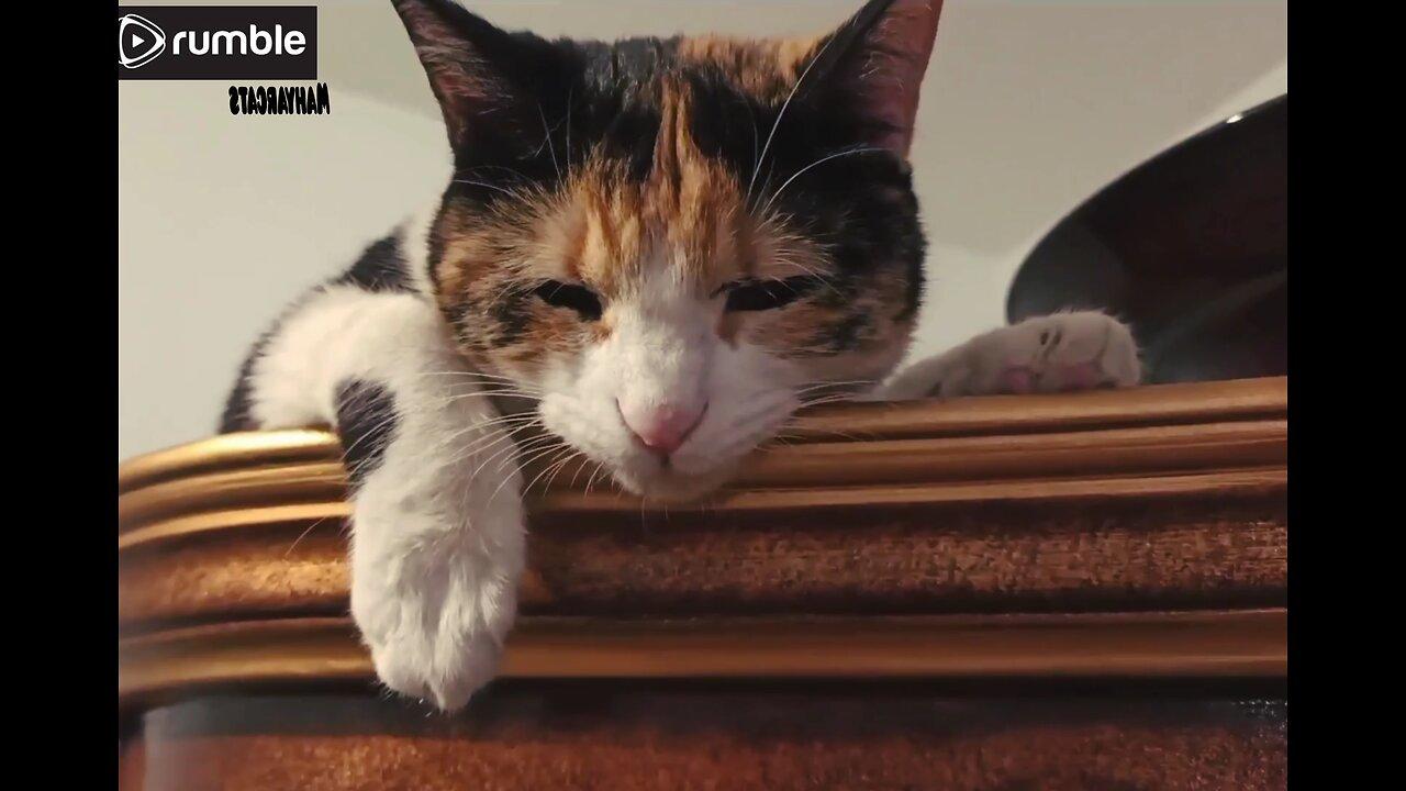 talking cat 🙀 - One News Page VIDEO