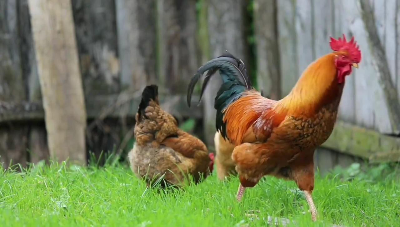 Beautiful Cute Chicken Video. New Animal Video - One News Page VIDEO
