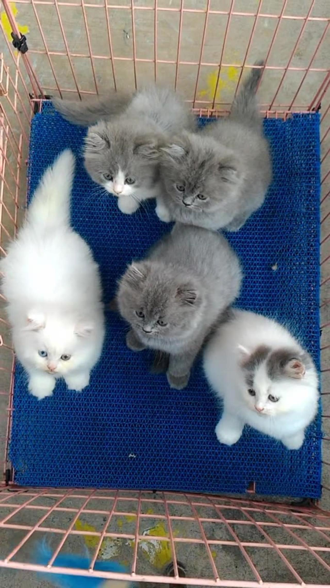 Cute kitten - One News Page VIDEO