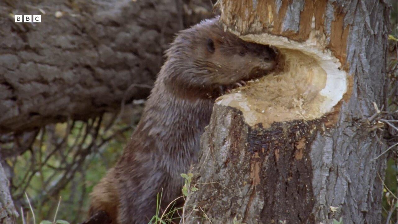 Busy Beavers Build Dam Ahead of Winter | - One News Page VIDEO