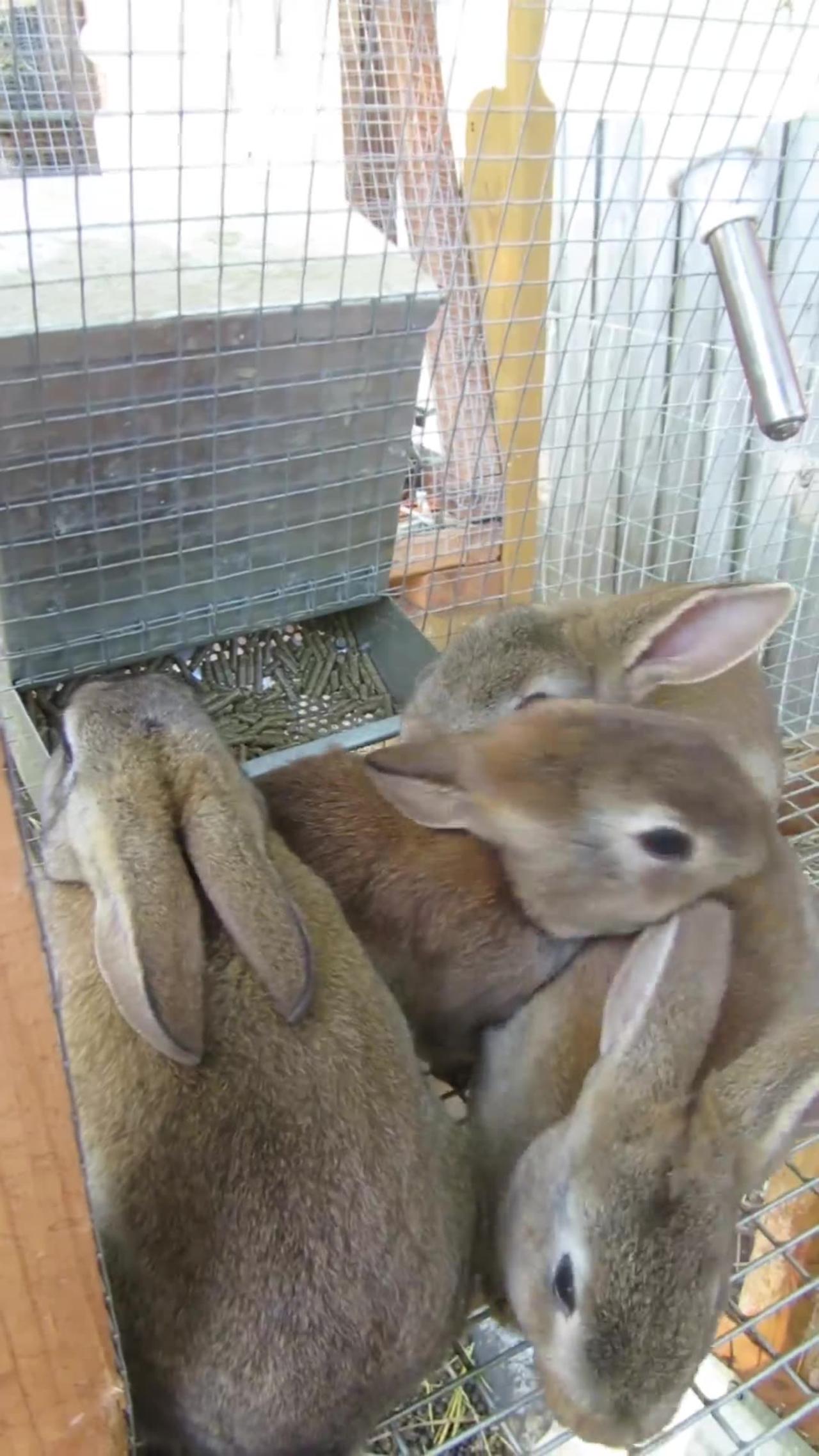 Almost Time to Sell the Rabbits - One News Page VIDEO