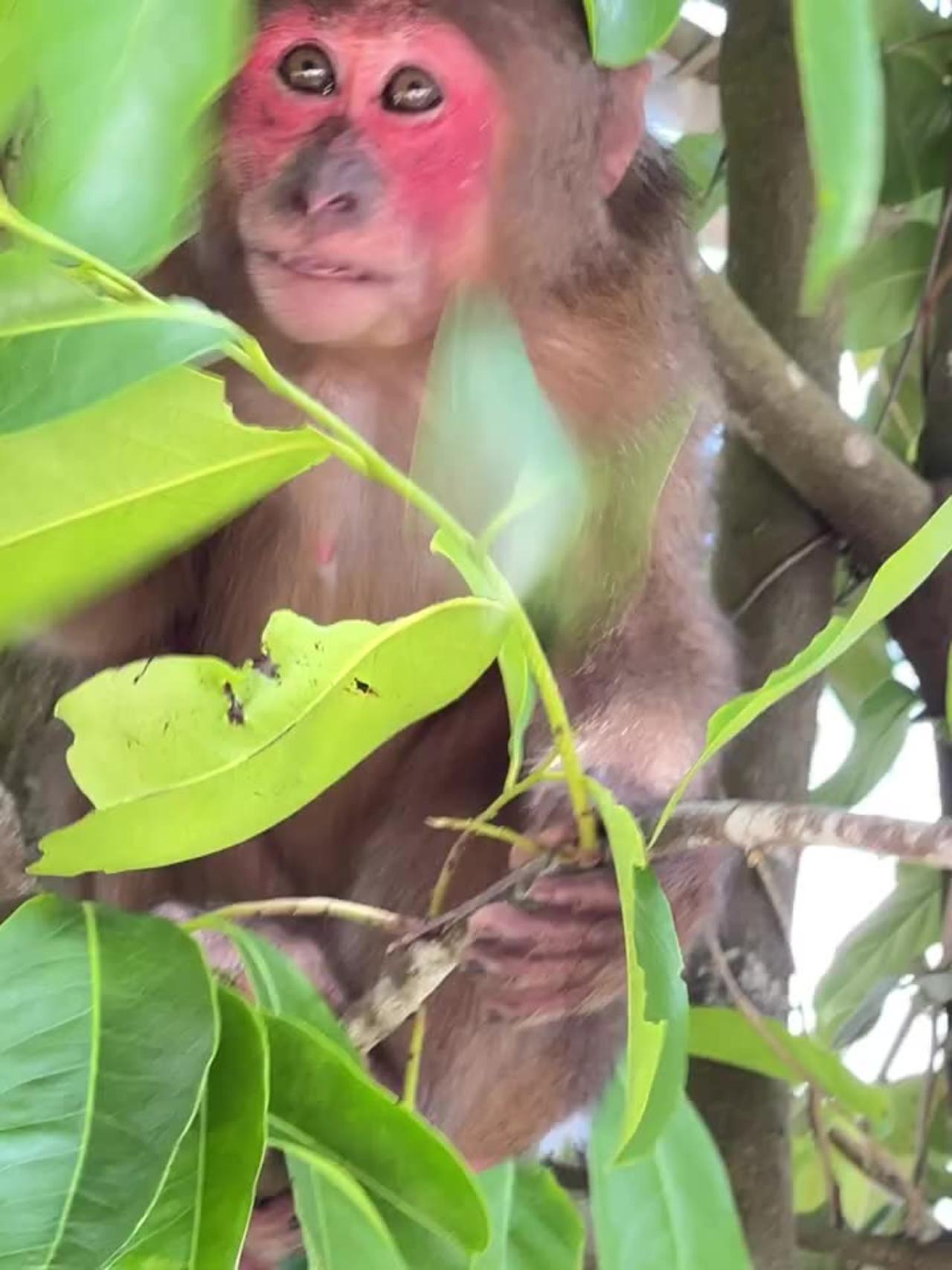 #babymonkey #Animal #Animalht #monkeys - One News Page VIDEO